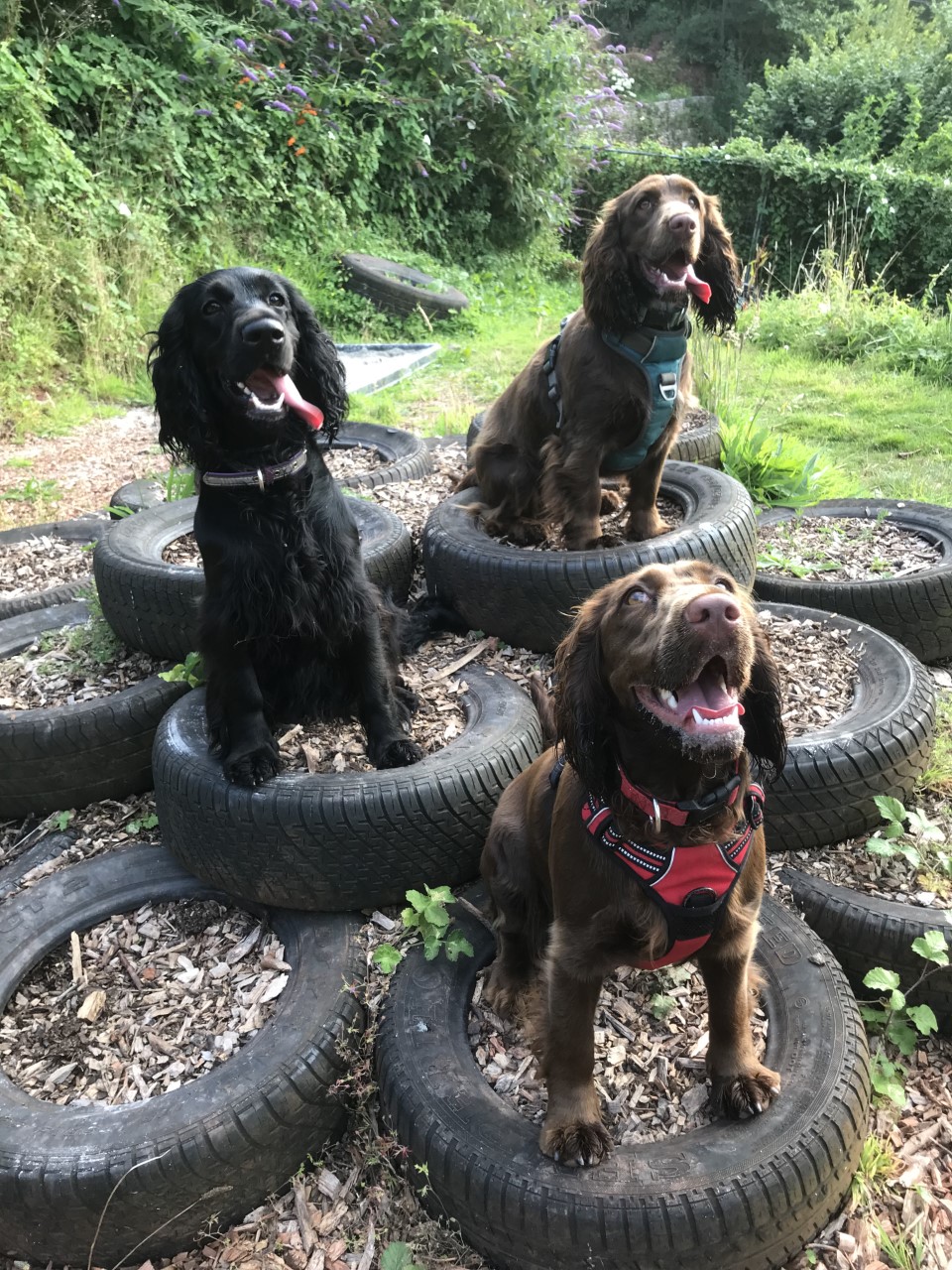 Portland Beginners – Homefield K9 Training