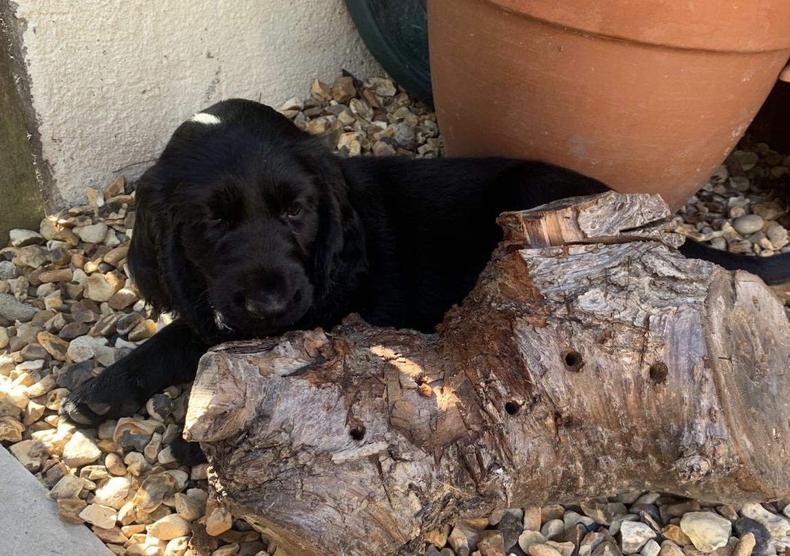 Portland Puppies – Homefield K9 Training